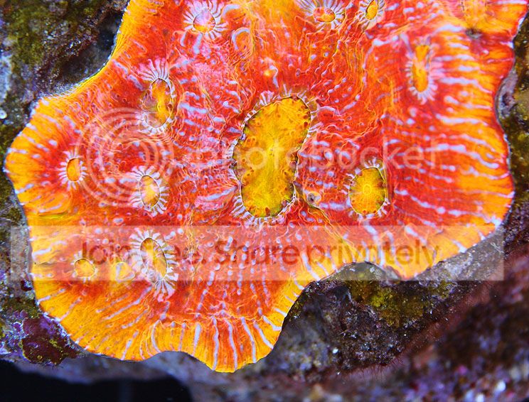 TCK Corals Photo gallery | Reef2Reef